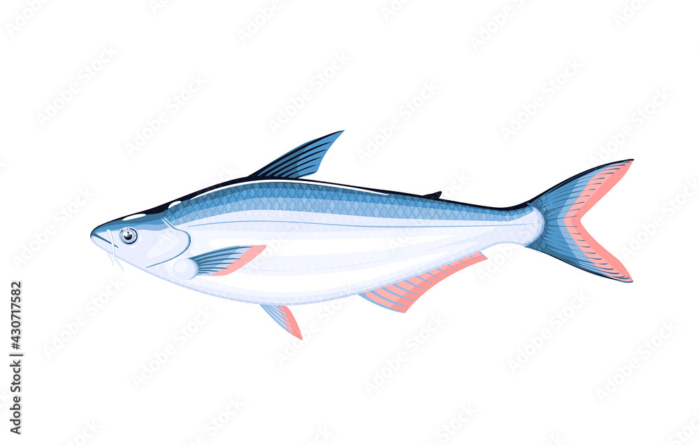 Pangasius fish. Vector illustration cartoon flat icon isolated on white ...