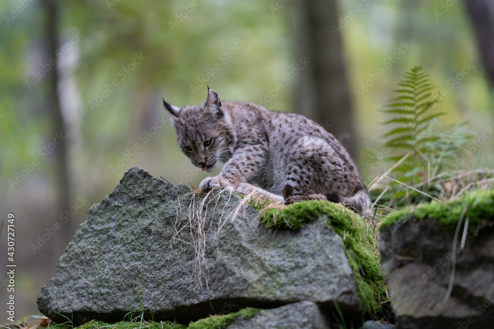 Lynx in green forest with tree trunk. Wildlife scene from nature ...