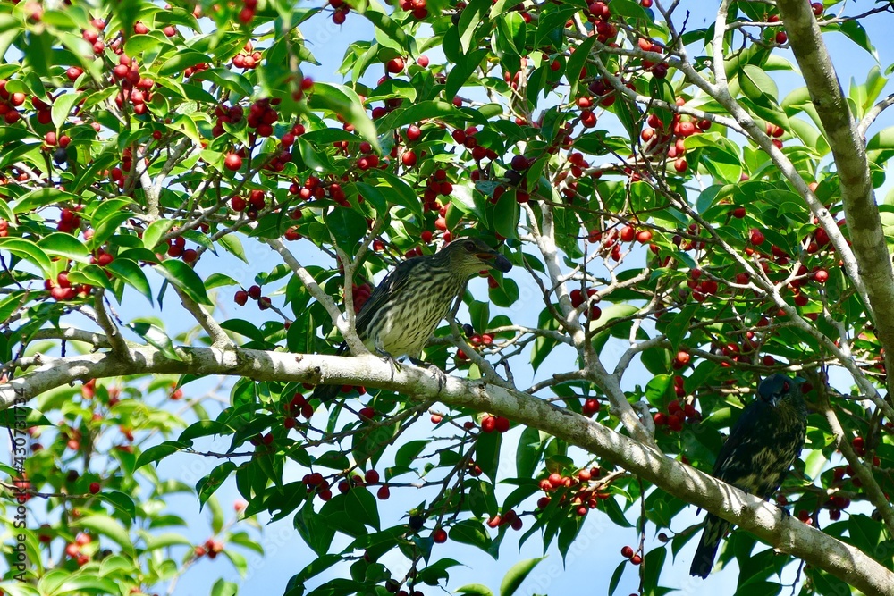 Poster Female Asian koel bird enjoy eating fruit of banyan tree (food ...