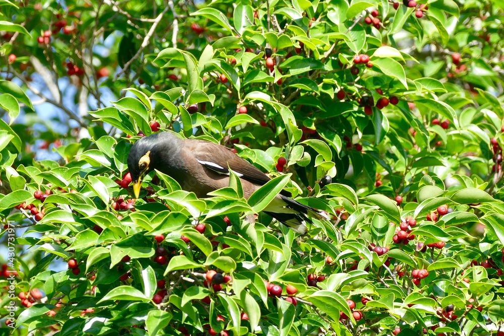 Mynas bird enjoy eating fruit of banyan tree (food of birds and various ...