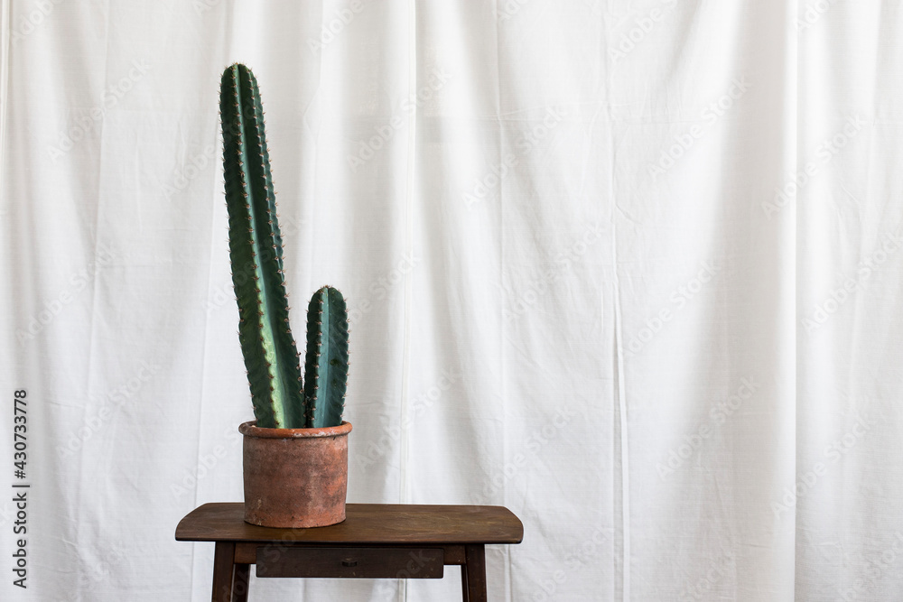 Cereus cactus plant on the window sill with a white curtain. Stock ...