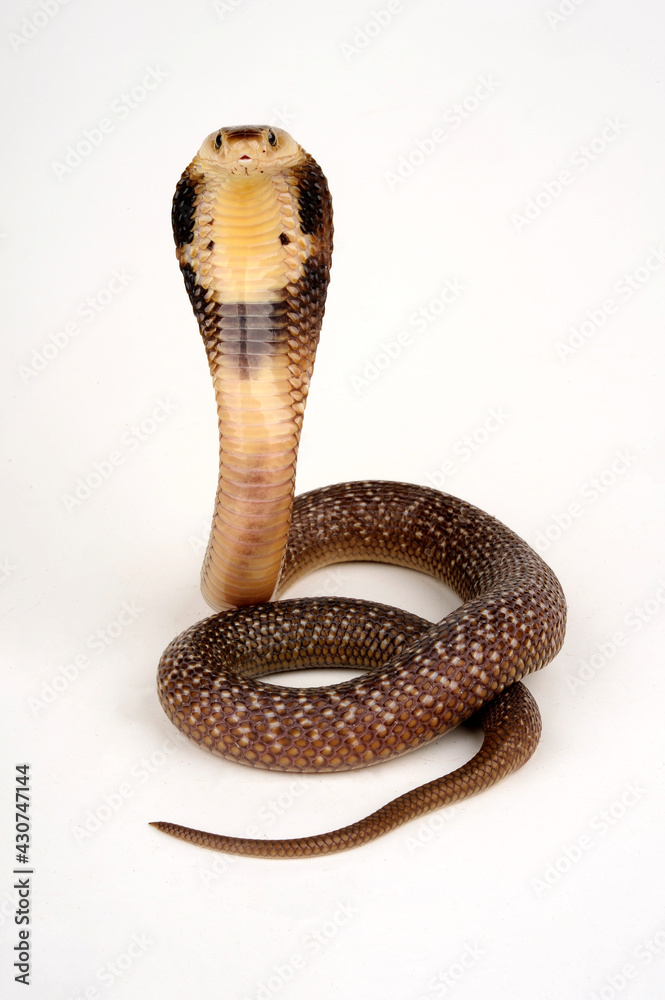 Monocled cobra // Monokelkobra (Naja kaouthia) Stock Photo | Adobe Stock