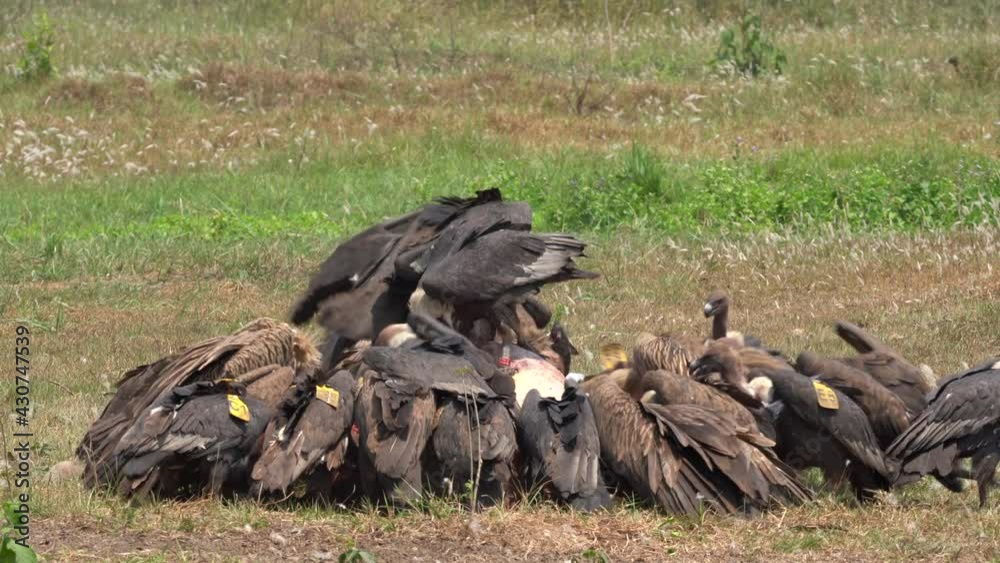 A bunch of vultures attacking and fighting over a carcass of a dead cow ...