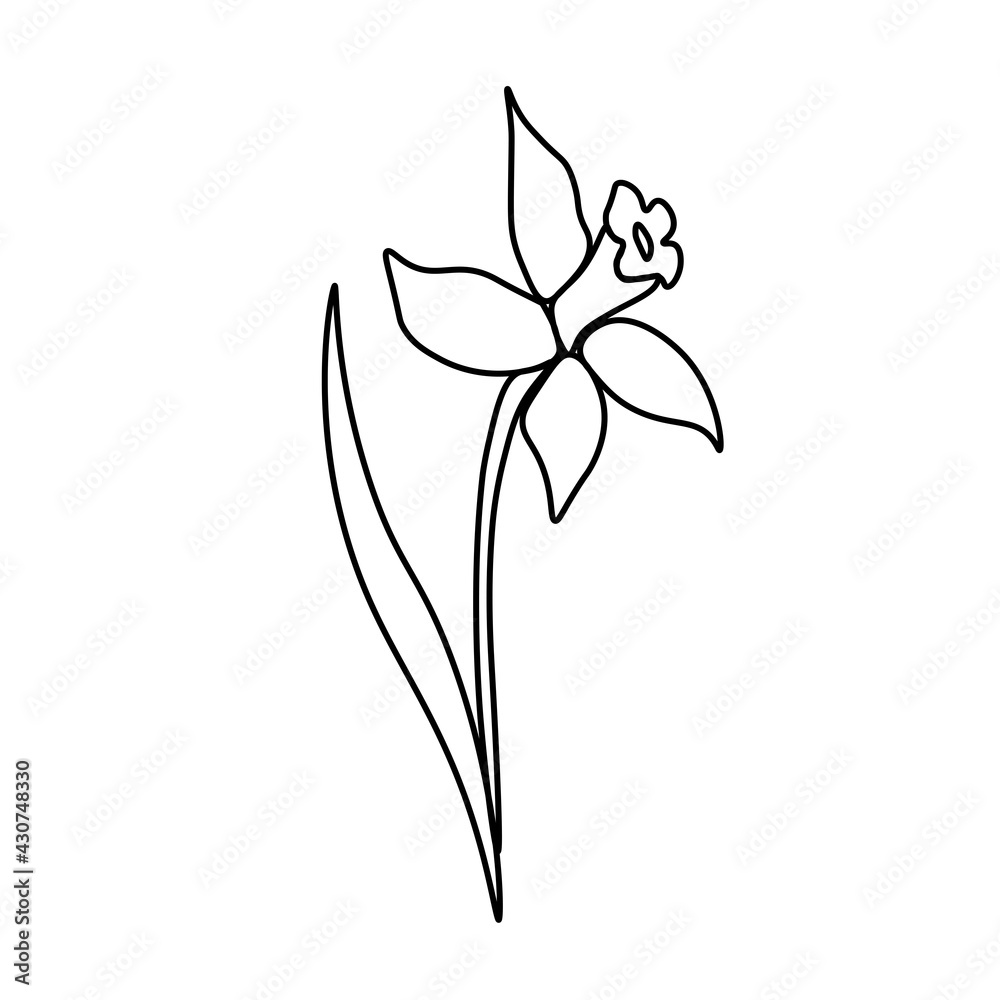 One simple vector daffodil with a black line.Botanical hand drawn ...