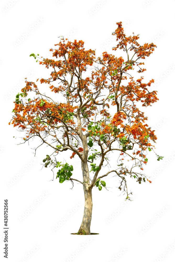 Orange flower of big palas tree were blooming.The Pala flower isolated ...
