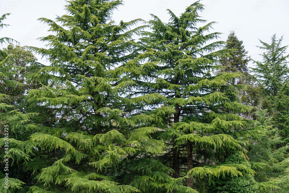 Himalayan cedar trees (Cedrus Deodara, Deodar) in spring day in ...