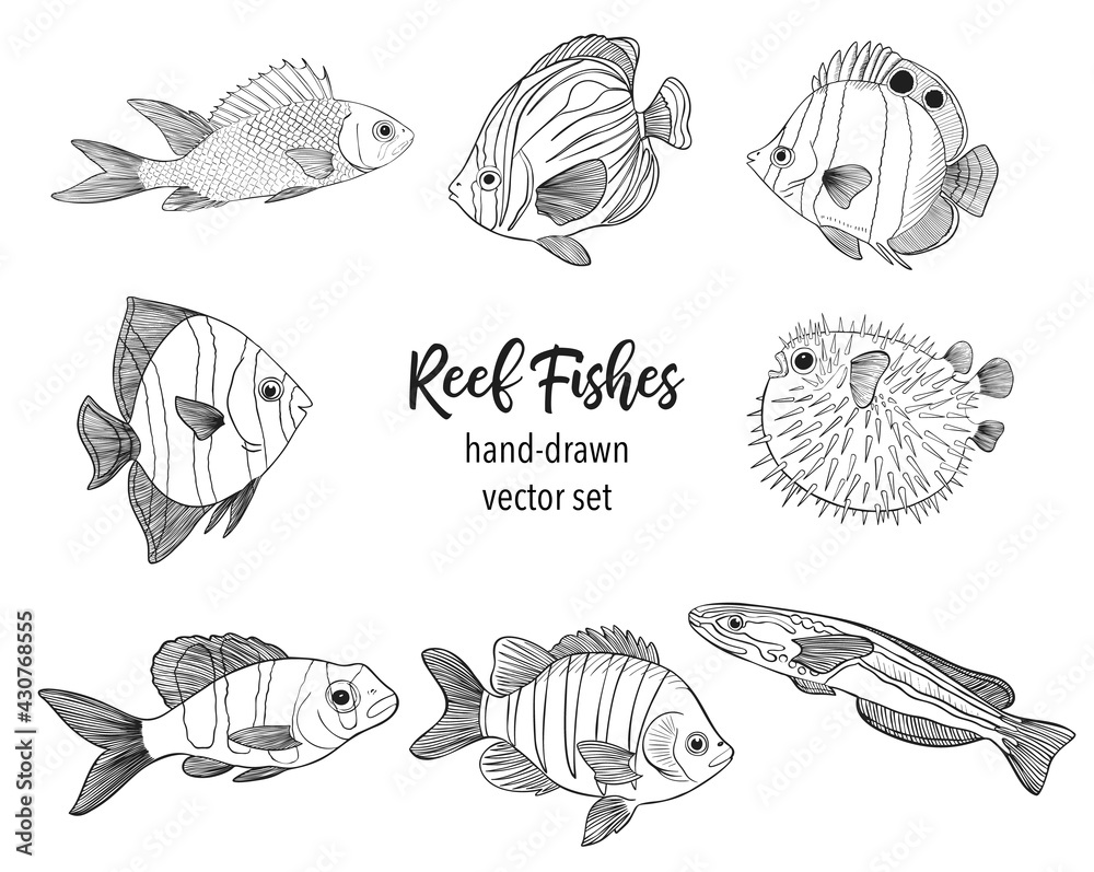 Coral Reef Fish Drawing