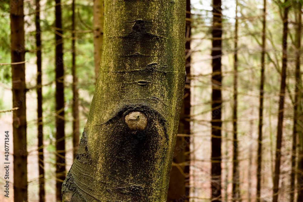 Tree trunk eye in a deep conifer forest. Tree bark in the shape of eyes ...