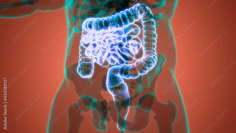Human Digestive System Large and Small Intestine Anatomy Stock ...