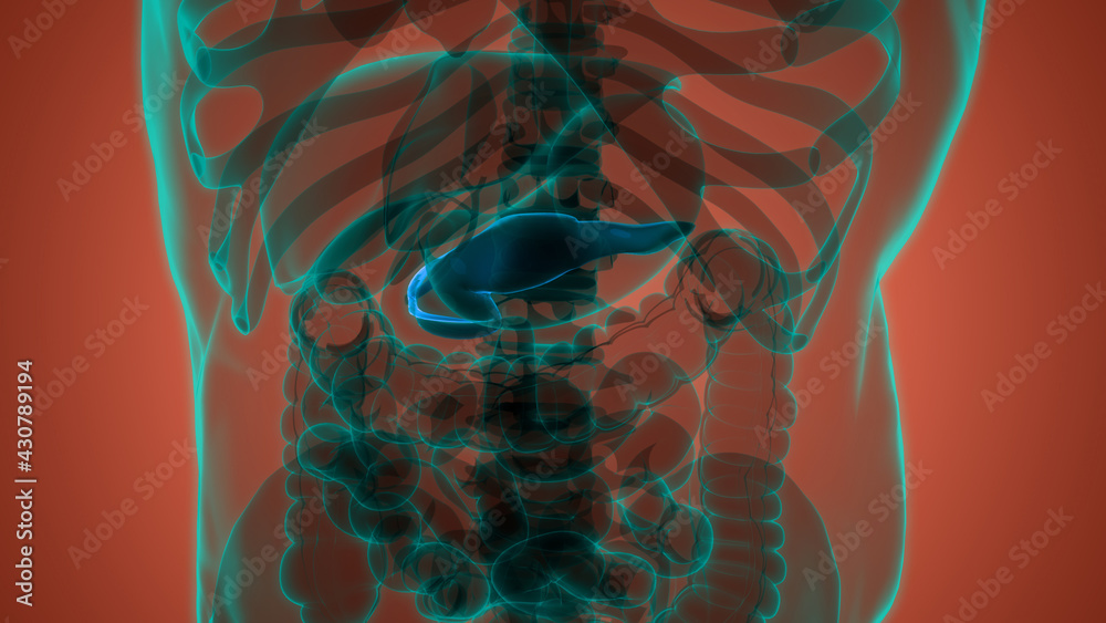 Human Internal Organ Pancreas Anatomy Stock Illustration | Adobe Stock
