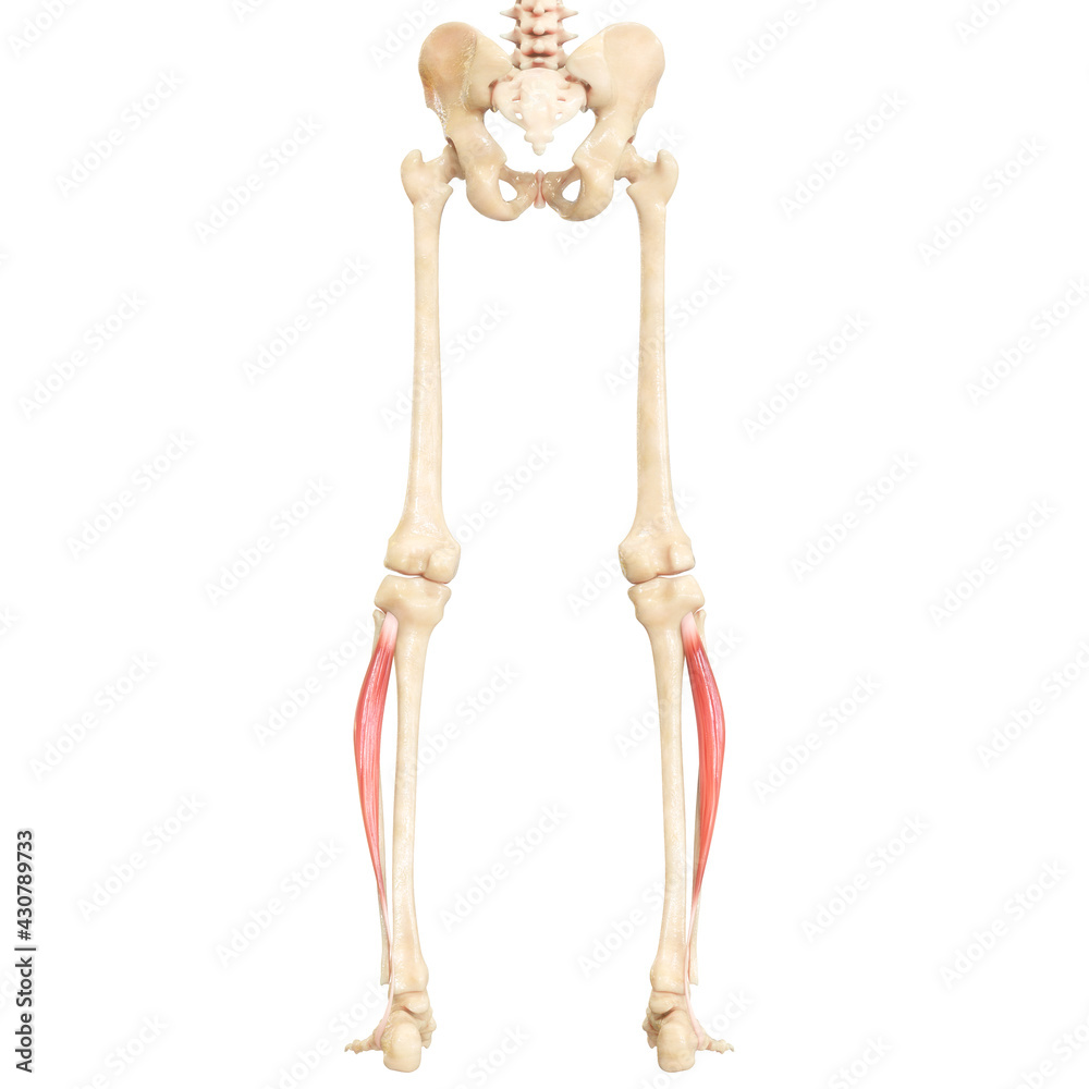 Human Muscular System Leg Muscles Peroneus Longus Muscle Anatomy Stock ...