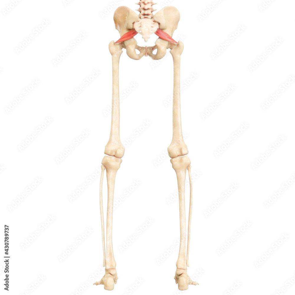 Human Muscular System Leg Muscles Piriformis Muscle Anatomy Stock ...