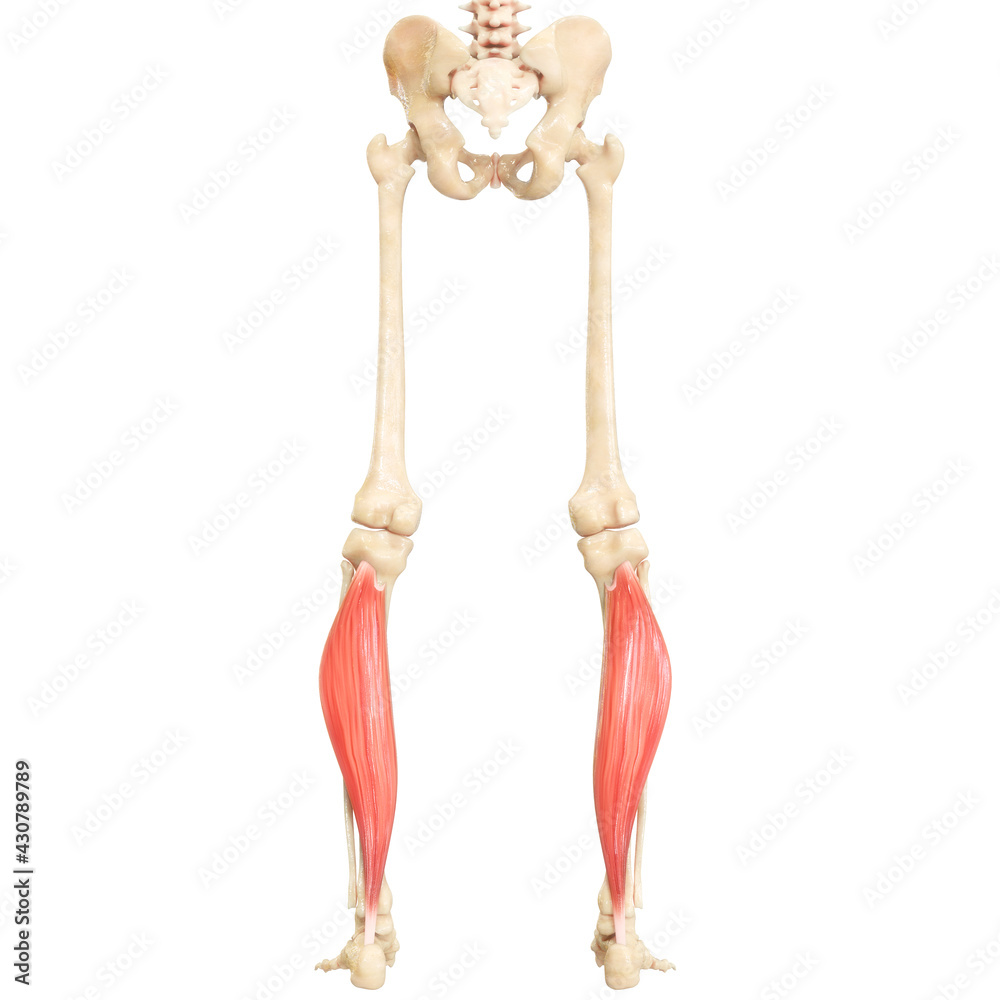 Human Muscular System Leg Muscles Soleus Muscle Anatomy Stock ...