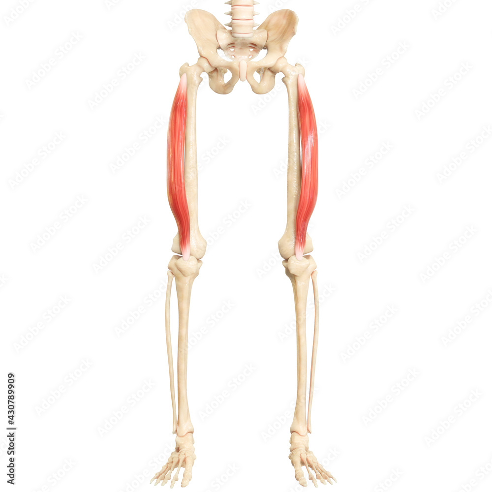 Human Muscular System Leg Muscles Vastus Lateralis Muscle Anatomy Stock ...