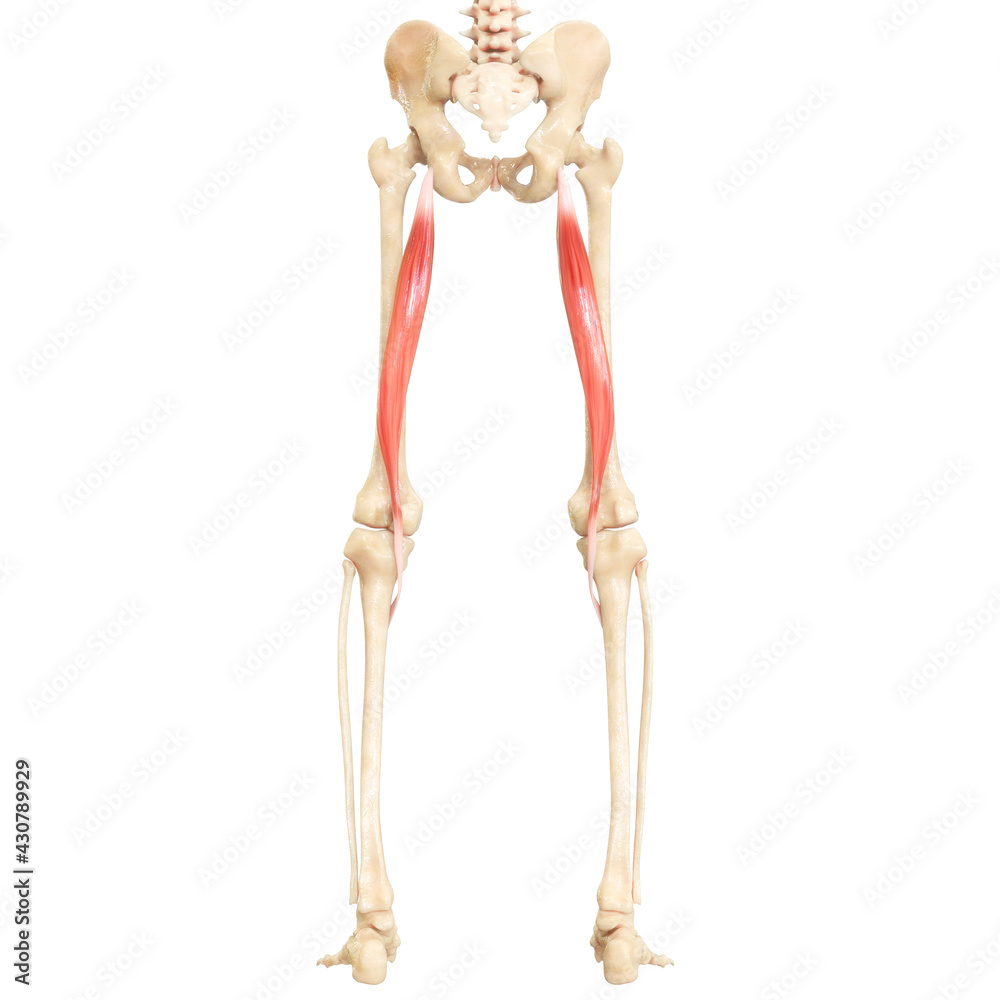 Human Muscular System Leg Muscles Bicep Femoris Muscle Anatomy Stock ...