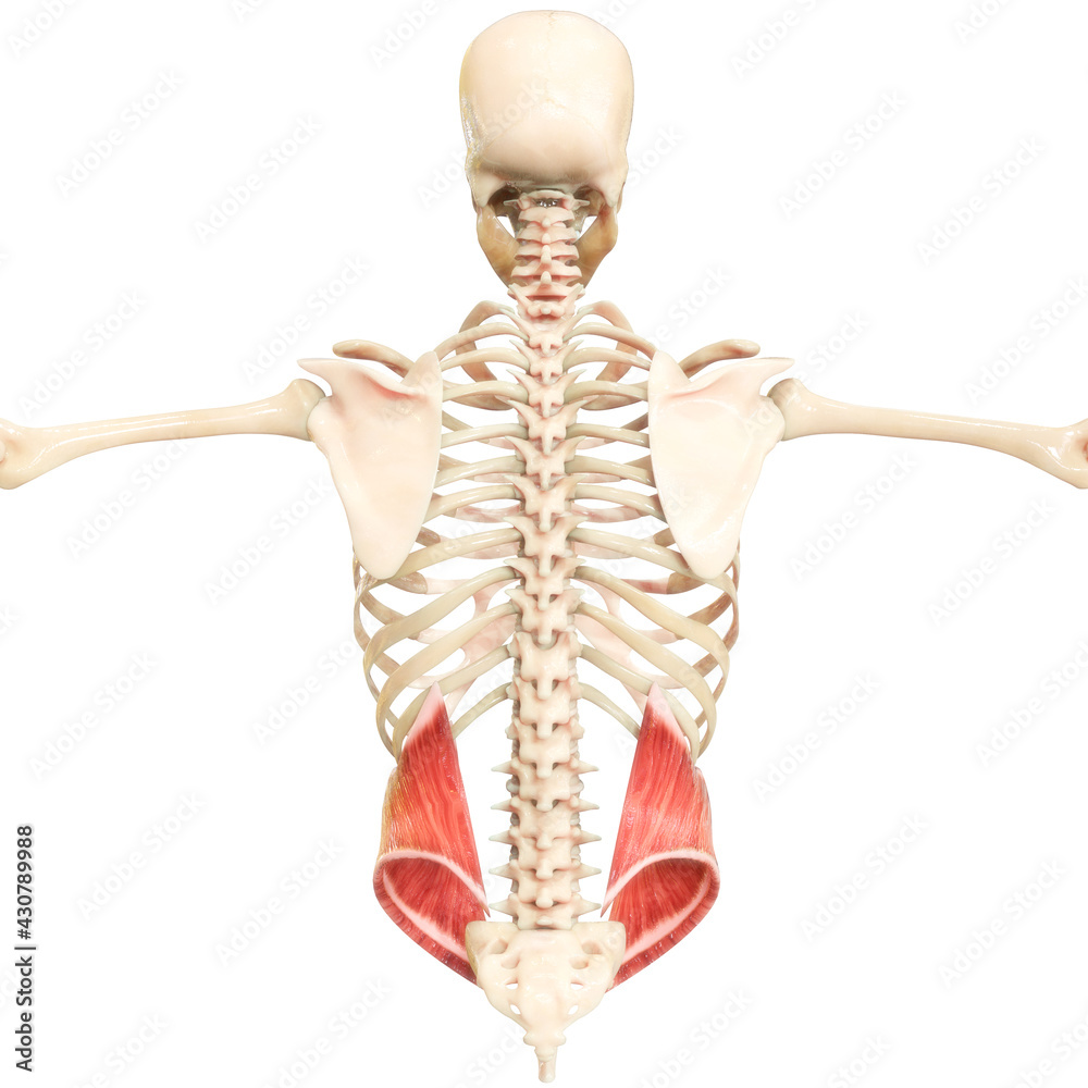 Human Muscular System Torso Muscles Internal Oblique Muscle Anatomy ...