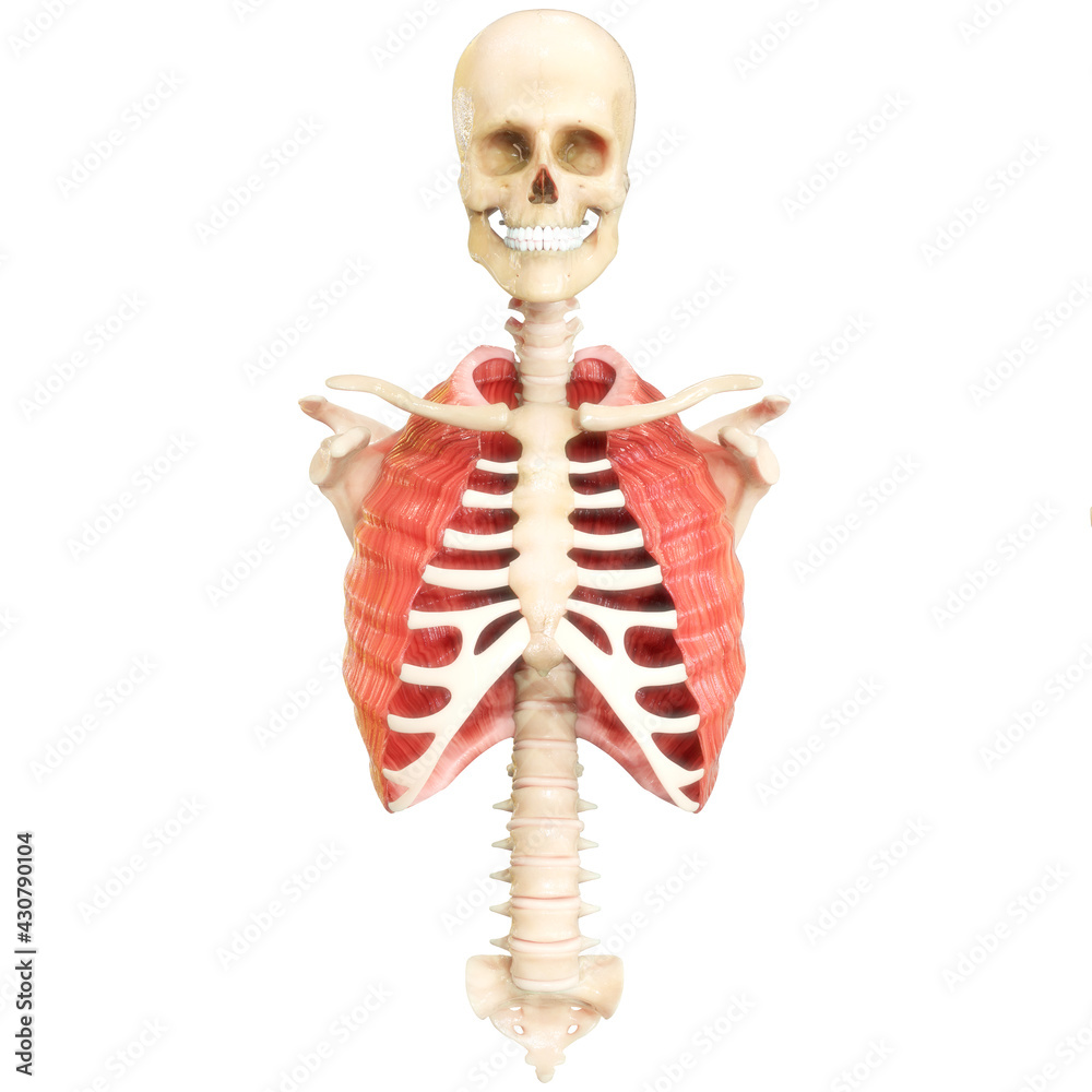 Human Muscular System Torso Muscles Intercostal Large Muscle Anatomy ...