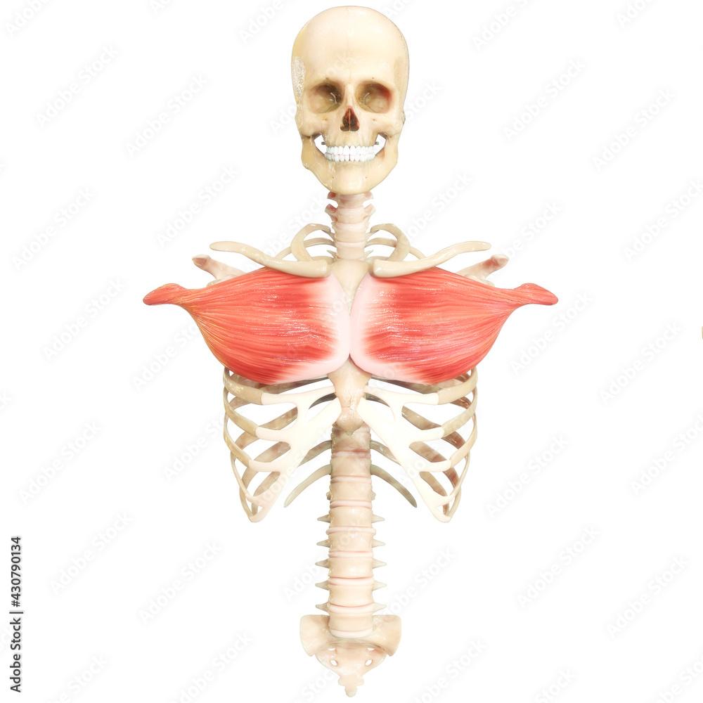 Human Muscular System Torso Muscles Pectoral Muscles Anatomy Stock ...