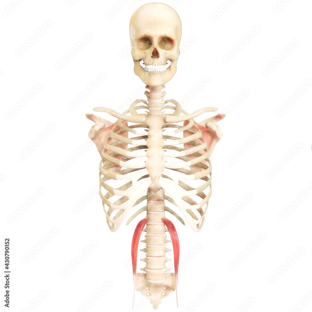 Human Muscular System Torso Muscles Psoas Minor Muscle Anatomy Stock ...