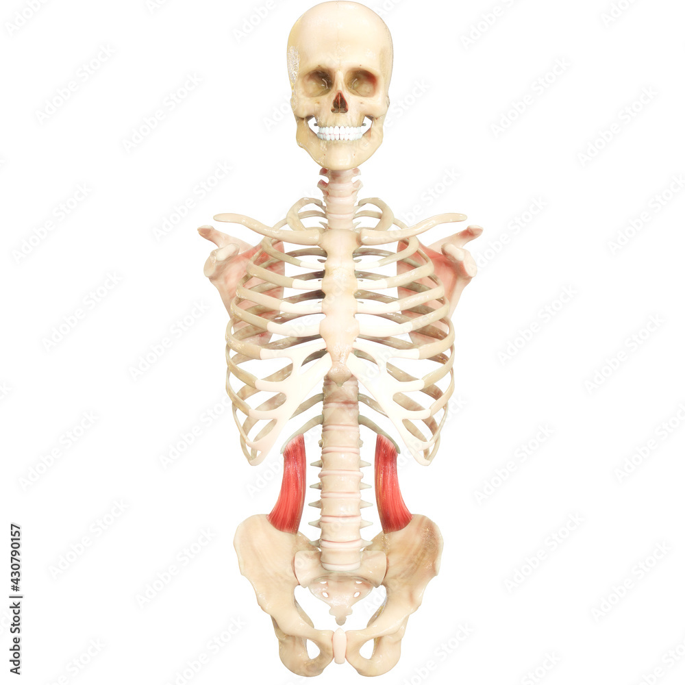 Human Muscular System Torso Muscles Quadratus Lumborum Muscle Anatomy ...