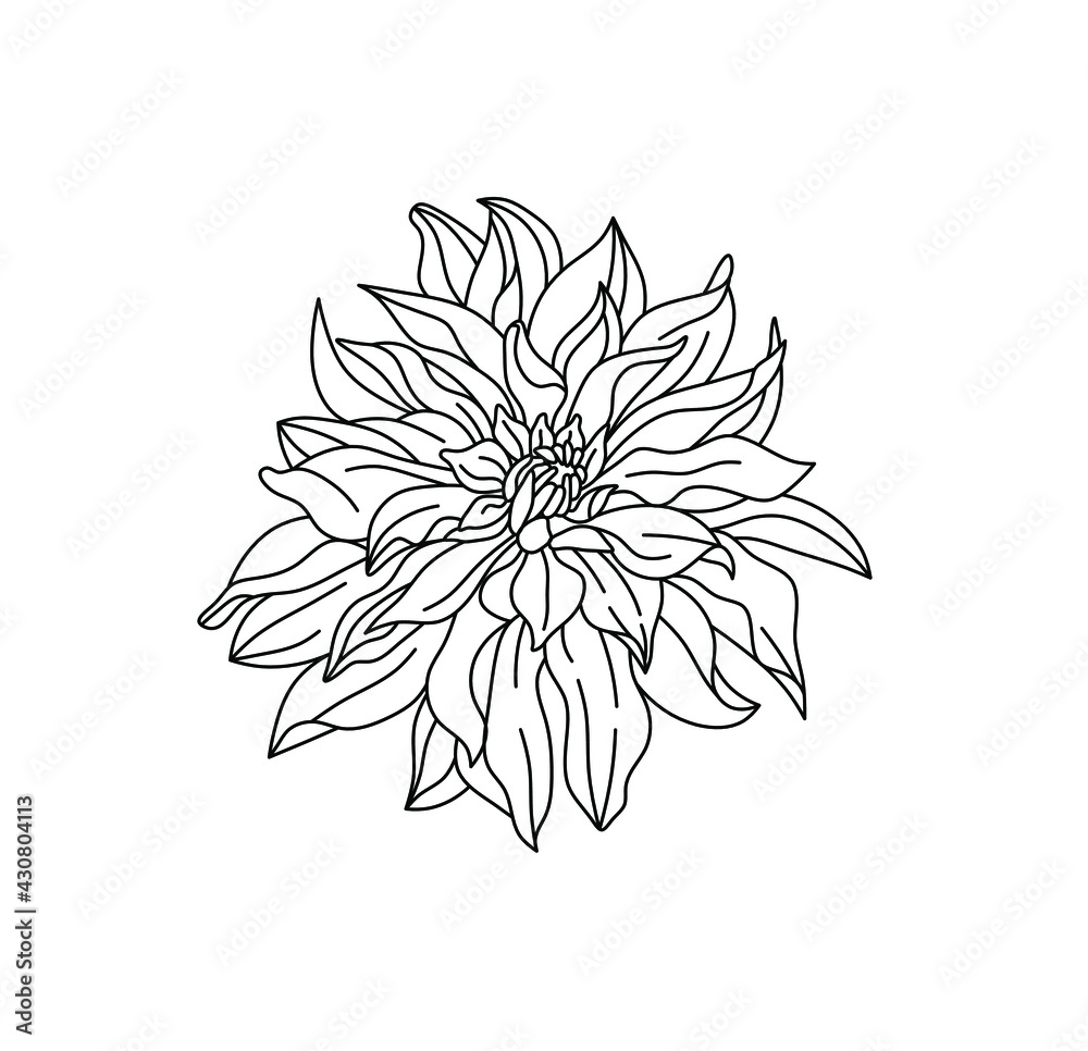 Vector isolated aster flower blossom contour line drawing. Colorless ...