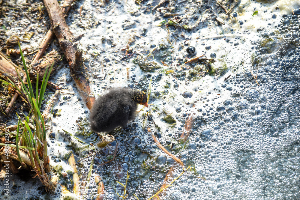 A baby bird struggles through polluted river water highlighting ...