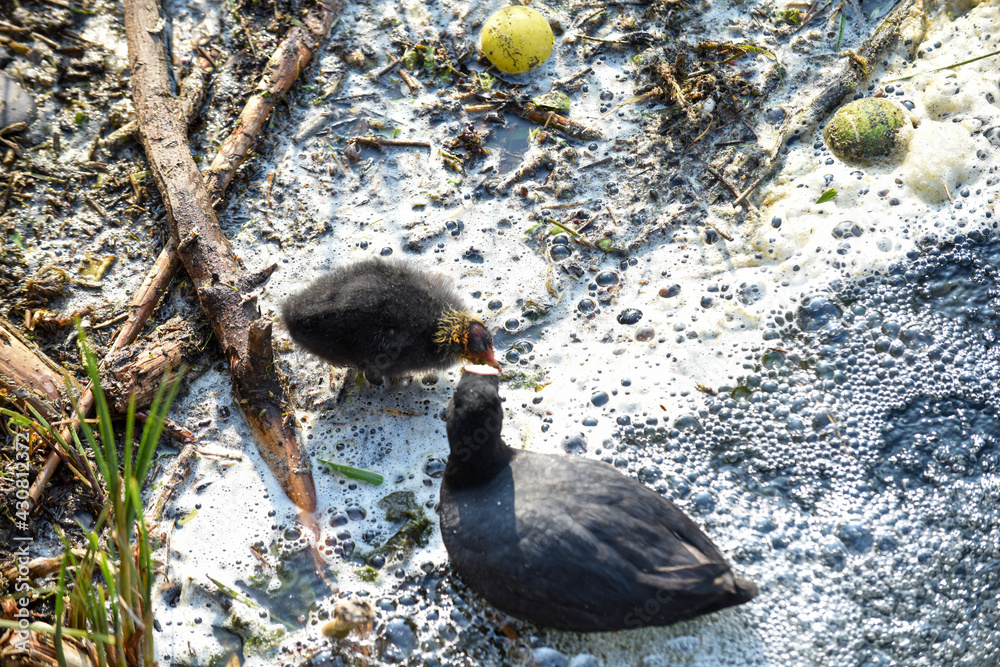 A baby bird struggles through polluted river water highlighting ...