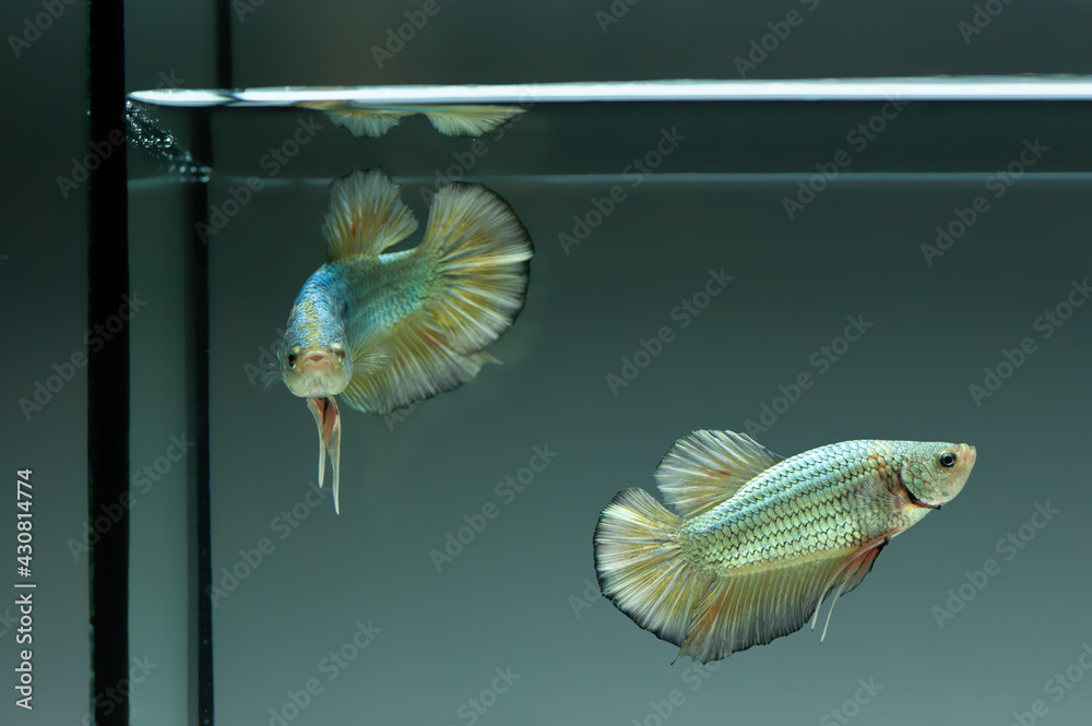 Cobra Betta fish siamnese Fighting Fish Splendens swimming in Fish tank ...
