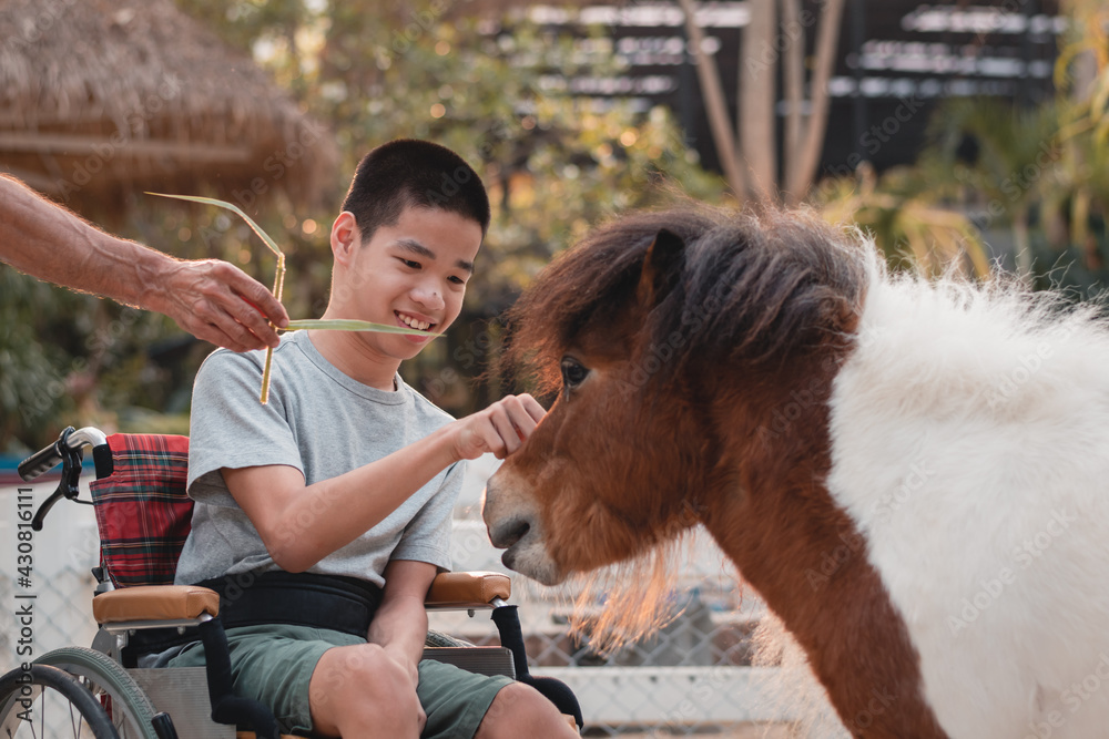 Disabled child sitting on wheel chair feeding donkey and horses in zoo ...