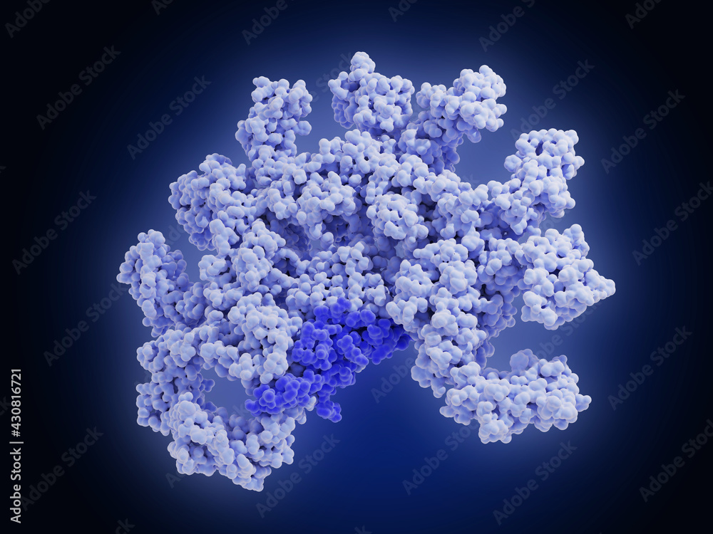 Pentameric immunoglobulin M (IgM) molecule. IgM is the first antibody ...
