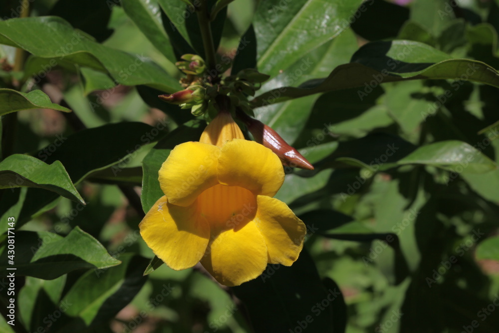 large yellow flowers of Allamanda schottii plant commonly known as bush ...
