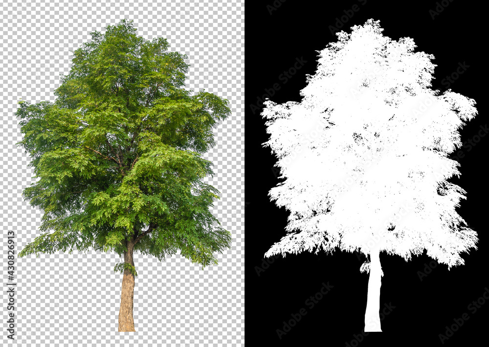 tree on transparent background picture with clipping path Stock Photo ...