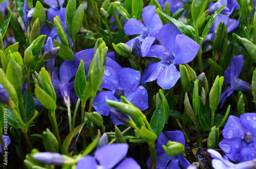 Vinca minor common names lesser periwinkle, dwarf periwinkle, small ...