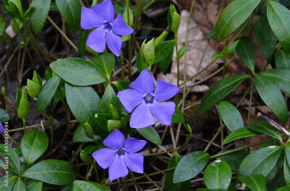 Vinca minor common names lesser periwinkle, dwarf periwinkle, small ...