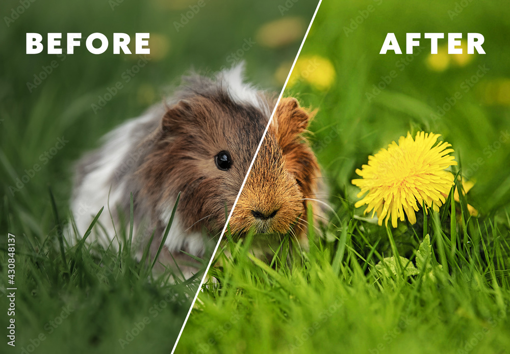Before and After Photo Effect Stock Template | Adobe Stock