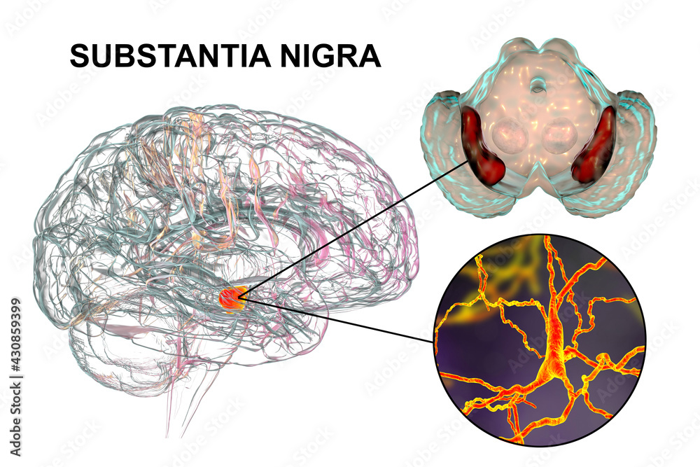 Substantia nigra of the midbrain and its dopaminergic neurons, 3D ...