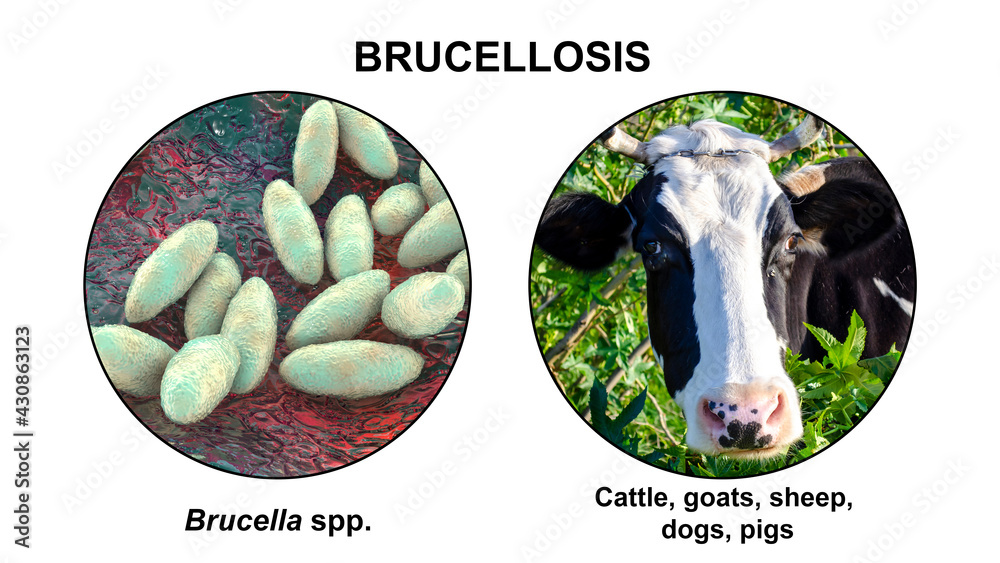 Brucella bacteria, the causative agent of brucellosis in cattle and ...