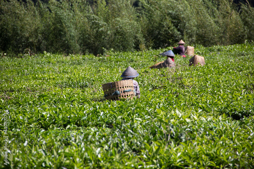 People were picking tea leaves at a tea plantation. Location in Kebun ...