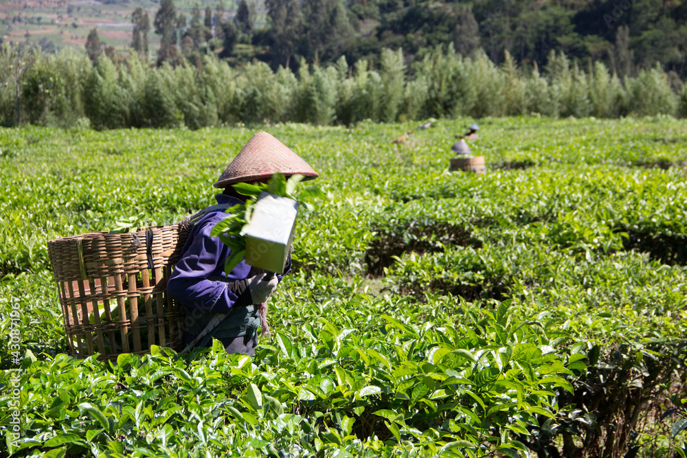 People were picking tea leaves at a tea plantation. Location in Kebun ...