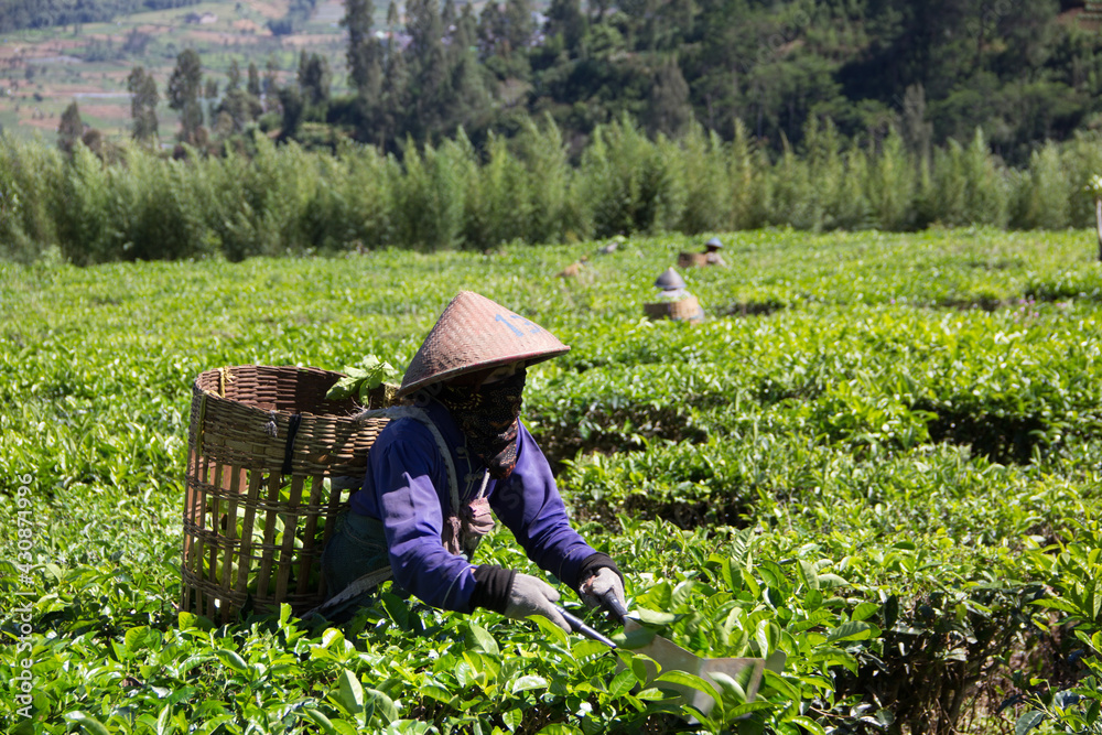 People were picking tea leaves at a tea plantation. Location in Kebun Teh Tambi Dieng Wonosobo ...