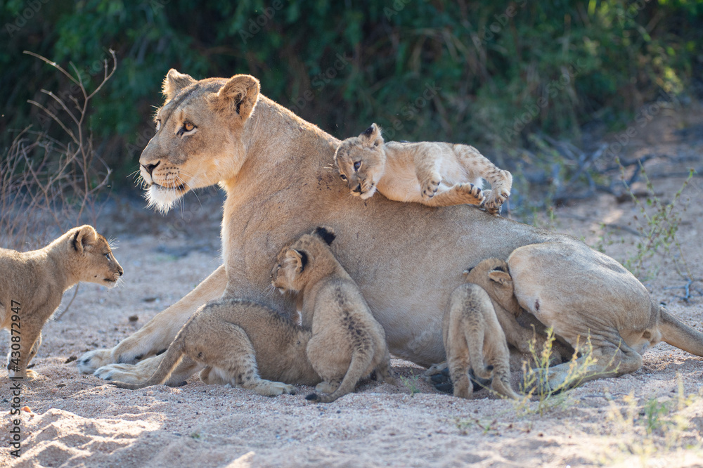A lion cub tumbling off its mothers back as she stood up to move to ...