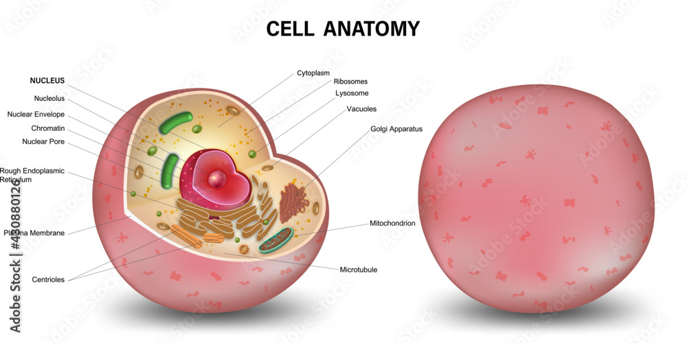 Cell cross section structure detailed colorful anatomy isolated on ...