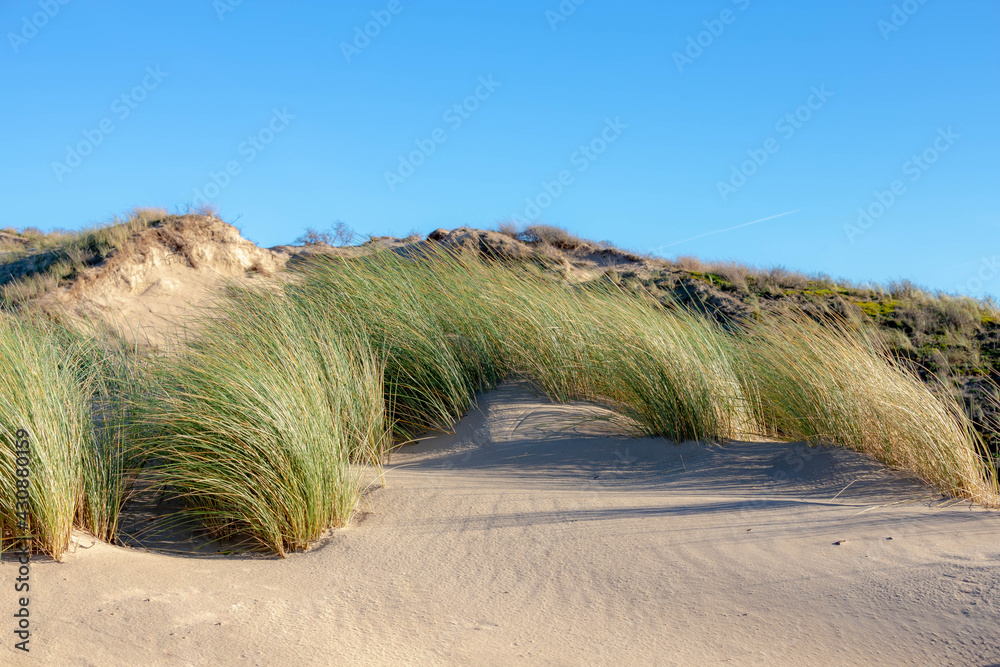 The sand dunes or dyke at Dutch north sea coastline, Selective focus of ...