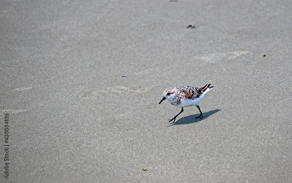 Sanderling, a member of the Sandpiper family, scamper along a beach ...