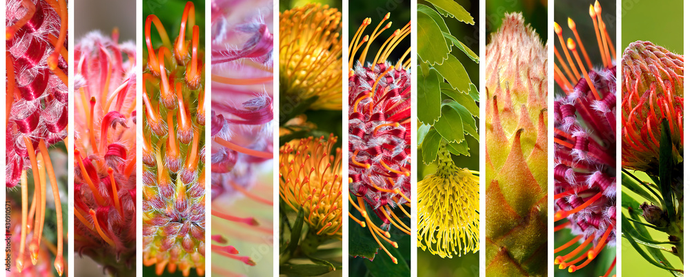 Stunning Australian native plants set Stock Photo | Adobe Stock