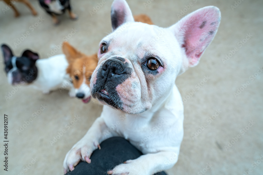 Foto de Bulldog portrait in domesticated pet. They have a saggy face ...