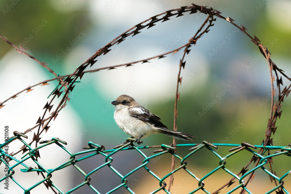 bird on a fence surrounded by razor wire concept danger of security ...