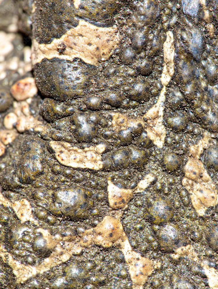 Warts on the skin of a toad. Stock Photo | Adobe Stock