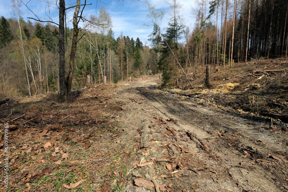 Dead trees and tree stumps and tree logs in a cleared forest because of ...