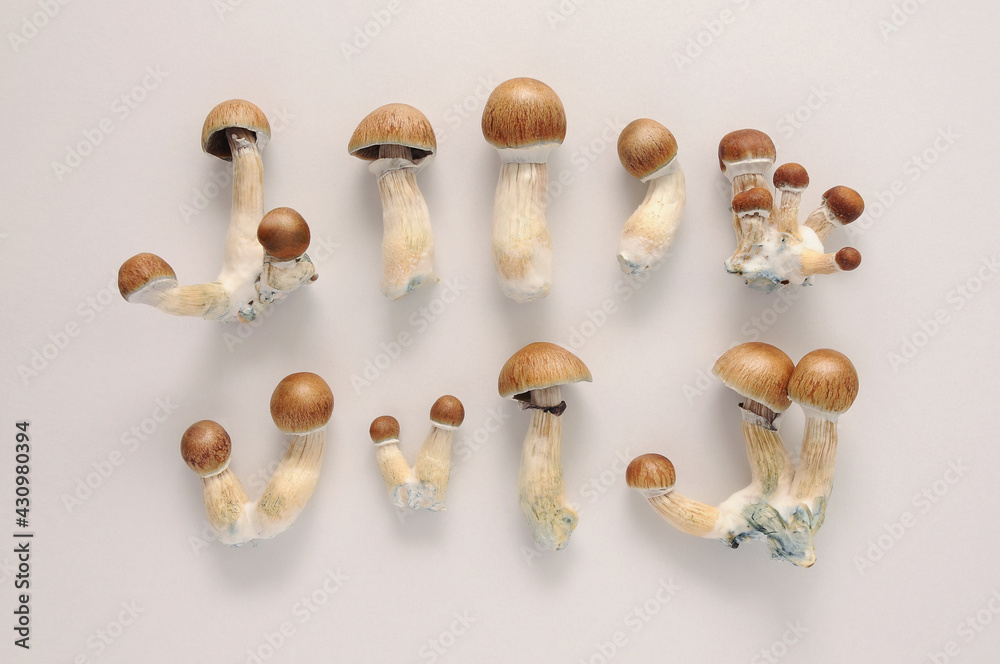 Psilocybe Cubensis raw mushrooms isolated on white background ...